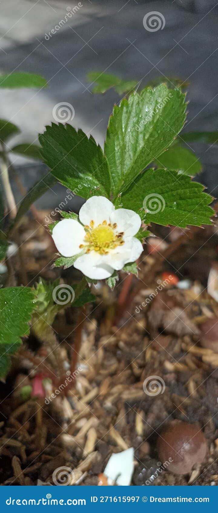First Strawbbery Flower Grow Up Stock Image - Image of flower, growup ...