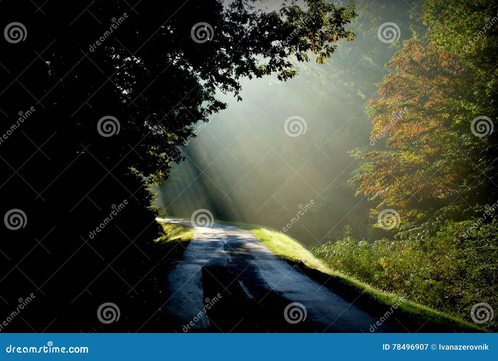 First Sun Light on a Pathway Stock Image - Image of warmth, forest ...