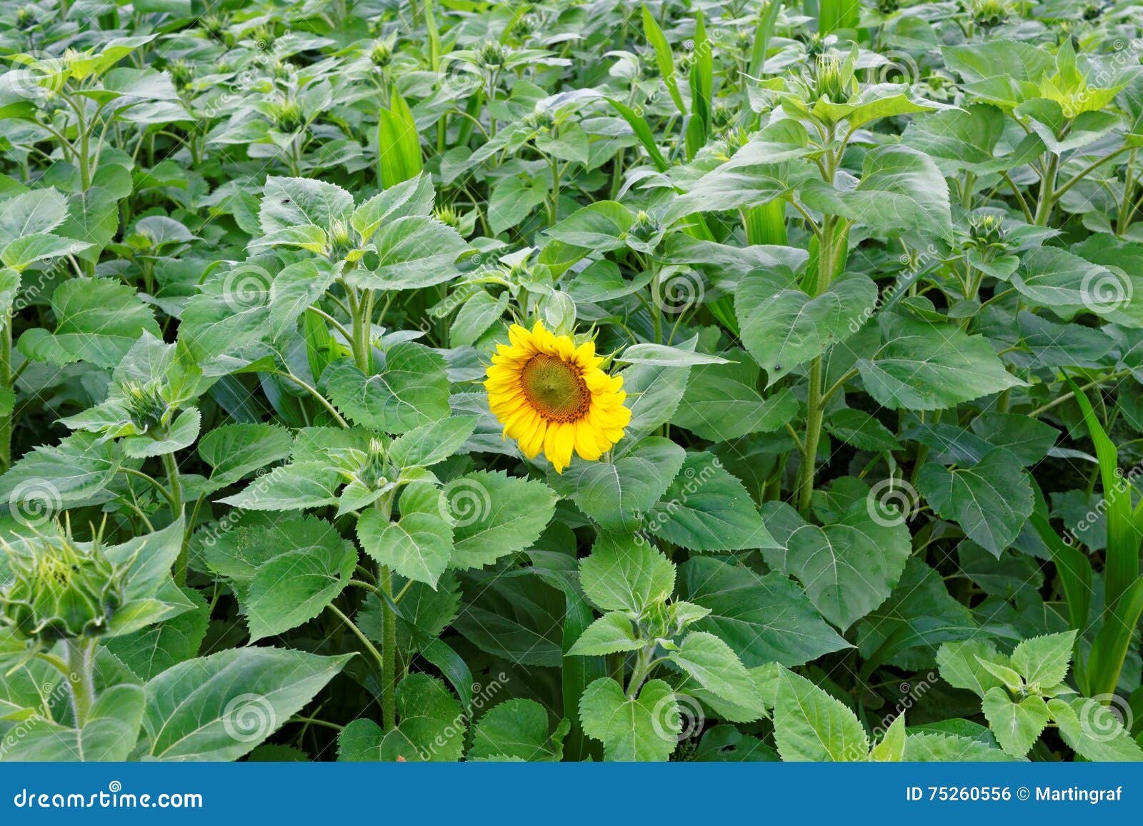 First Sunflower Bloom in Field Fall Season Nature Background Stock ...