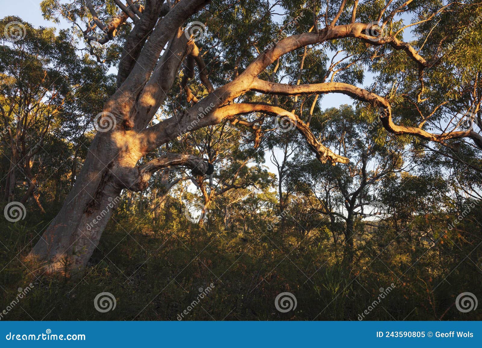 First Sunlight on the Branches and Trunk of a Gum Tree in Bush Land in ...