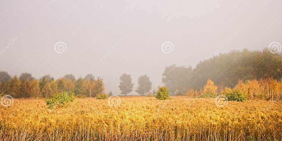 The First Sunshine Breaks through the Mist Stock Image - Image of mist ...