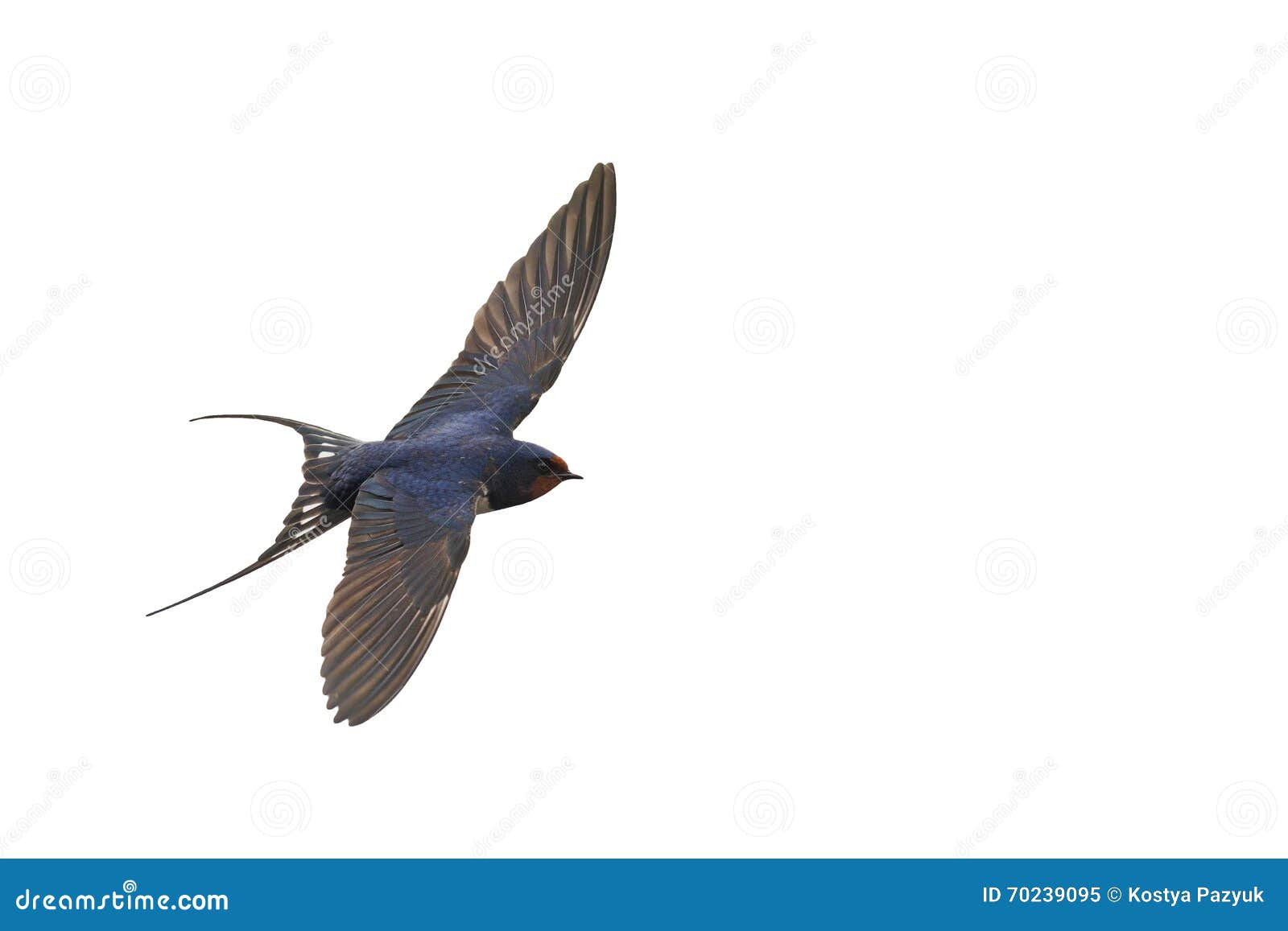 First Swallow in Flight Isolated on White Stock Image - Image of side ...