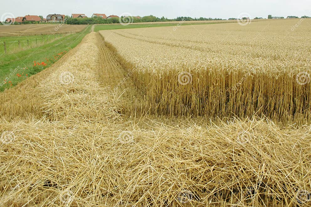 First swath. stock photo. Image of periphery, fringe - 10498552