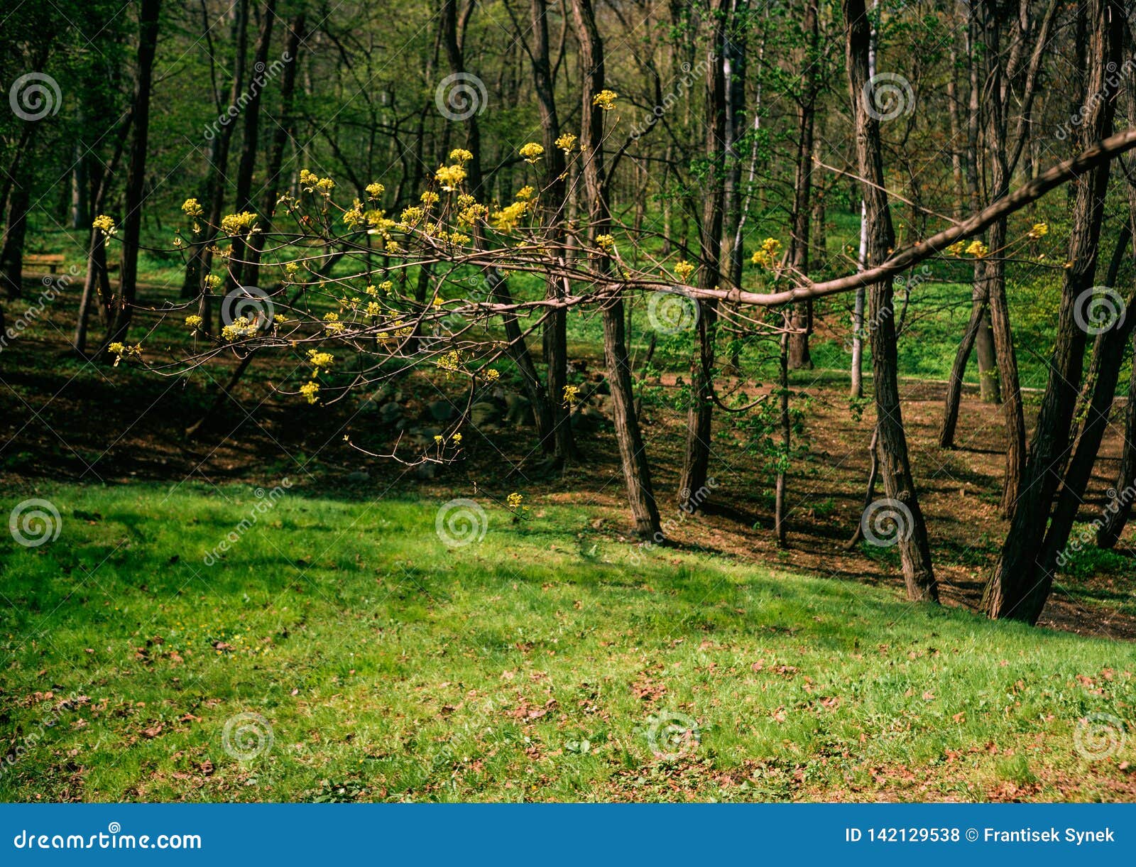 The first symbol of spring stock photo. Image of leaves - 142129538