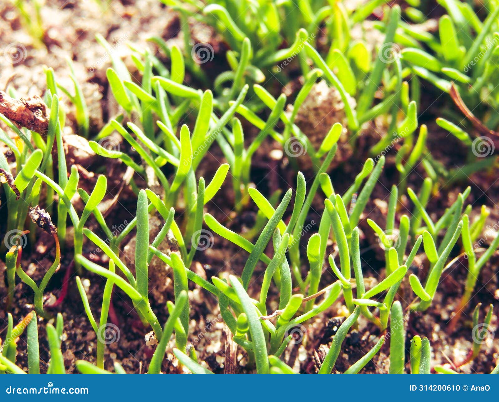The First Tender Green Sprouts of Grass on the Lawn in Spring. Close-up ...
