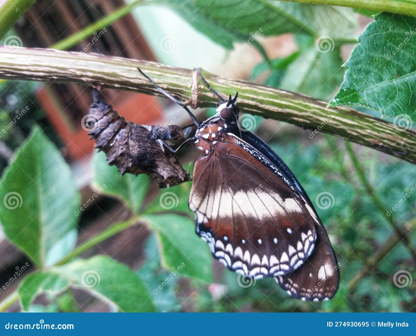First Time Butterfly Coming Out from Cocoon Stock Image - Image of time ...