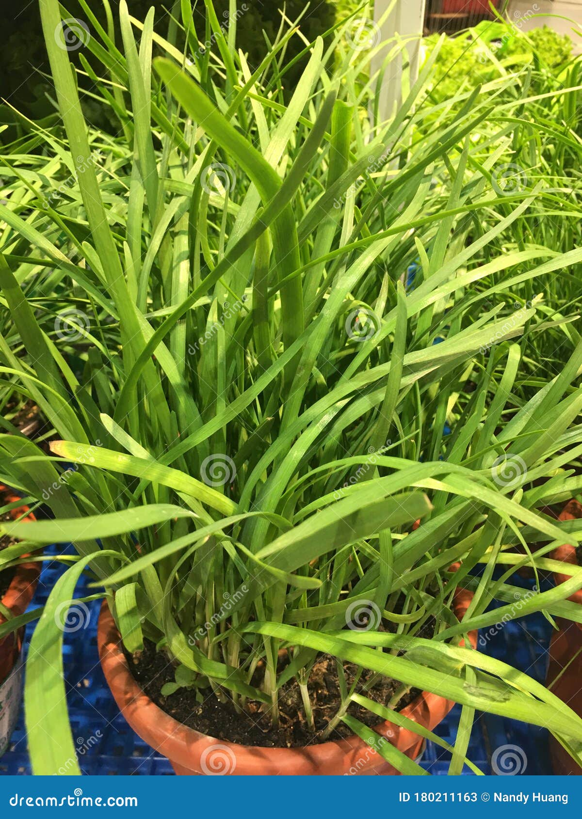 Chives growing in a pot stock image. Image of chives - 180211163