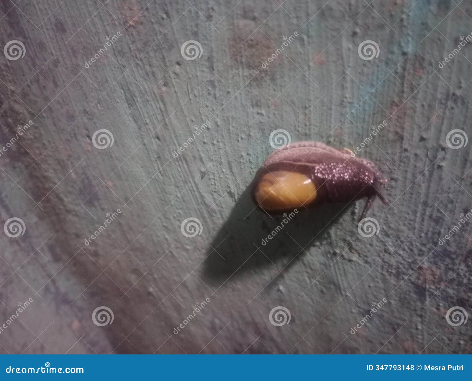 This is the First Time I& X27;ve Photographed a Snail without a Shell ...
