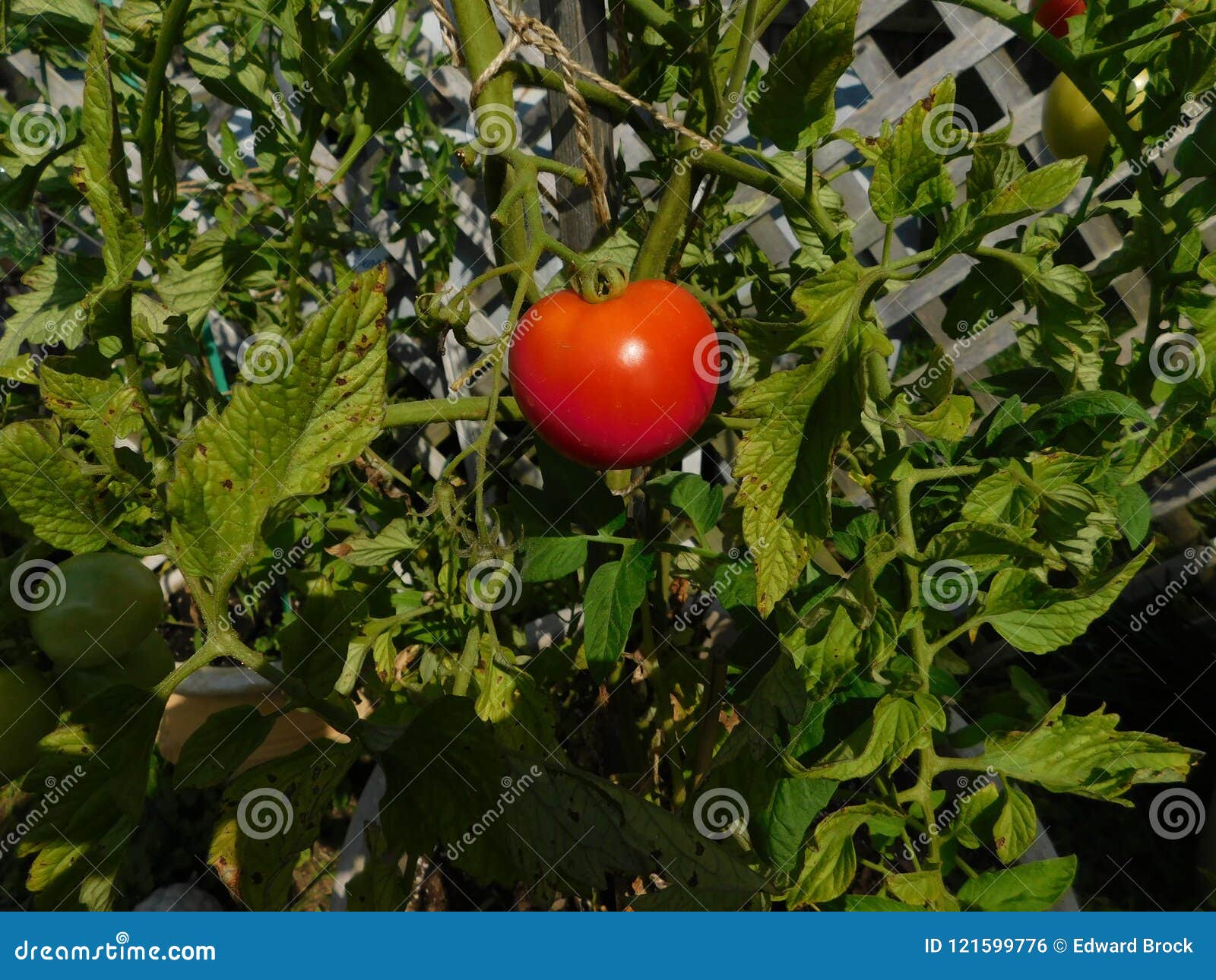 First Tomato stock photo. Image of garden, salad, nature - 121599776