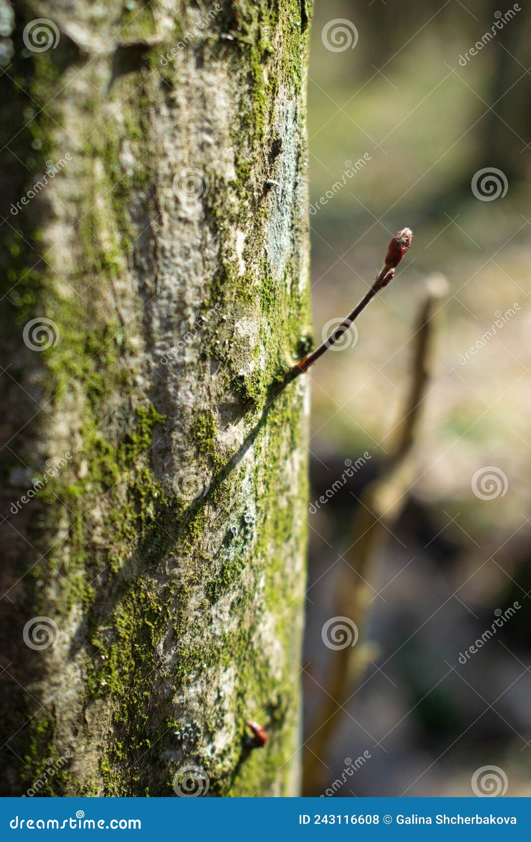 First Tree Sprout from the Trunk Stock Photo - Image of leaf, spring ...