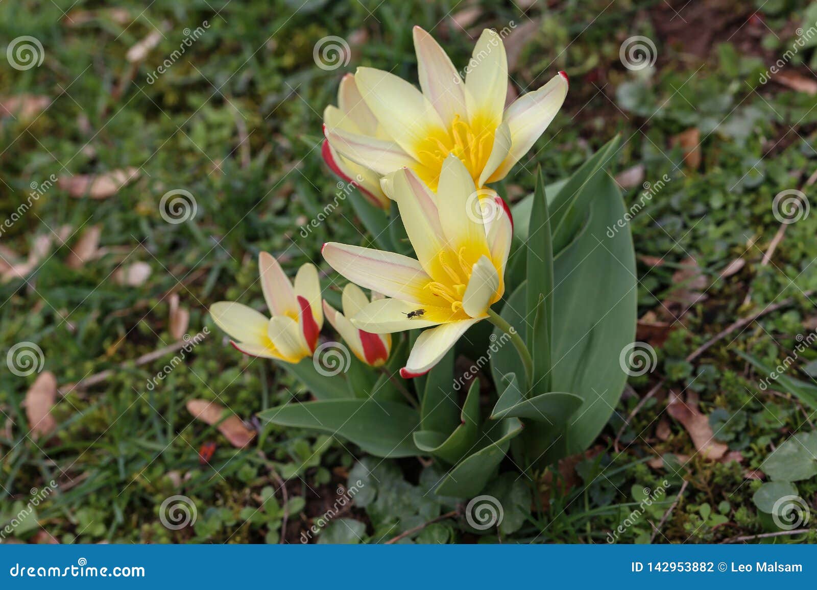 The First Tulips in a City Park Stock Photo - Image of bouquet, blossom ...