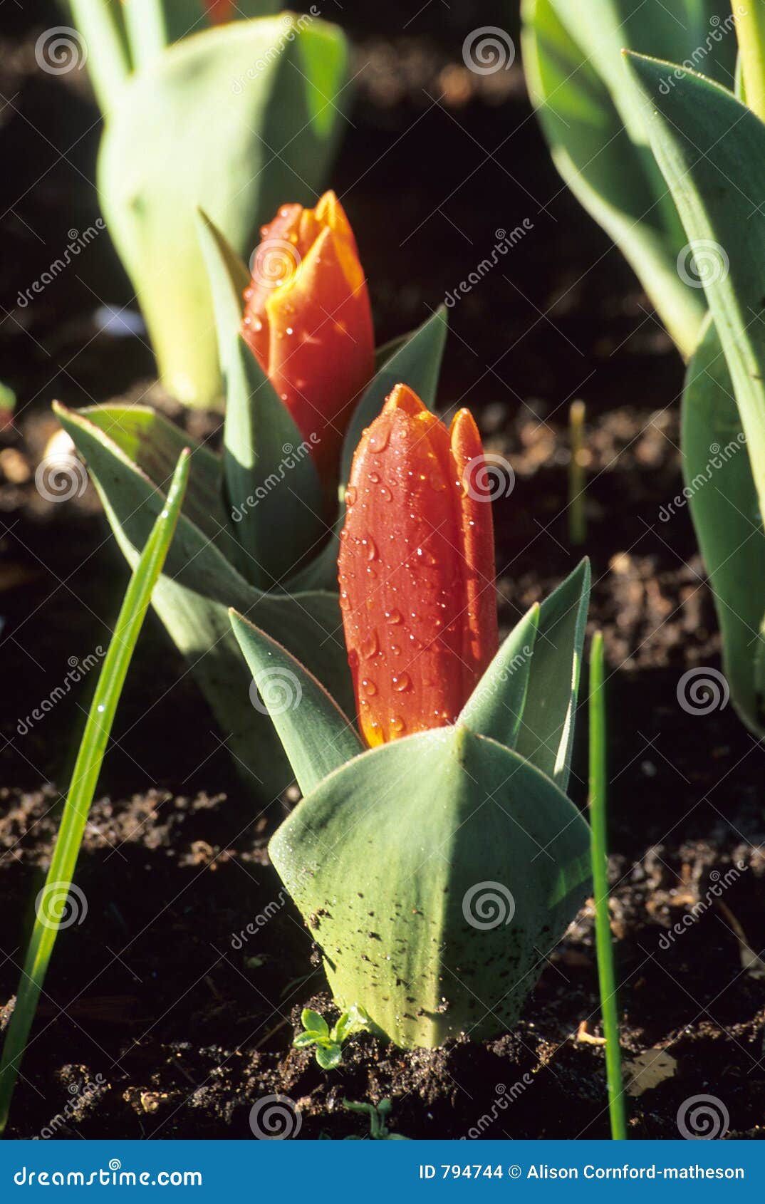First Tulips of Spring stock photo. Image of floral, gardening - 794744