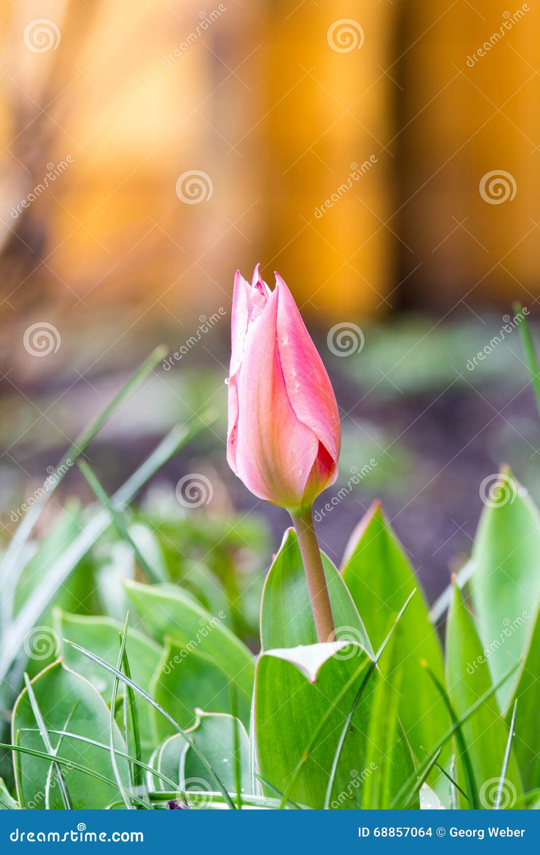 The first tulips stock photo. Image of green, pink, tulips - 68857064