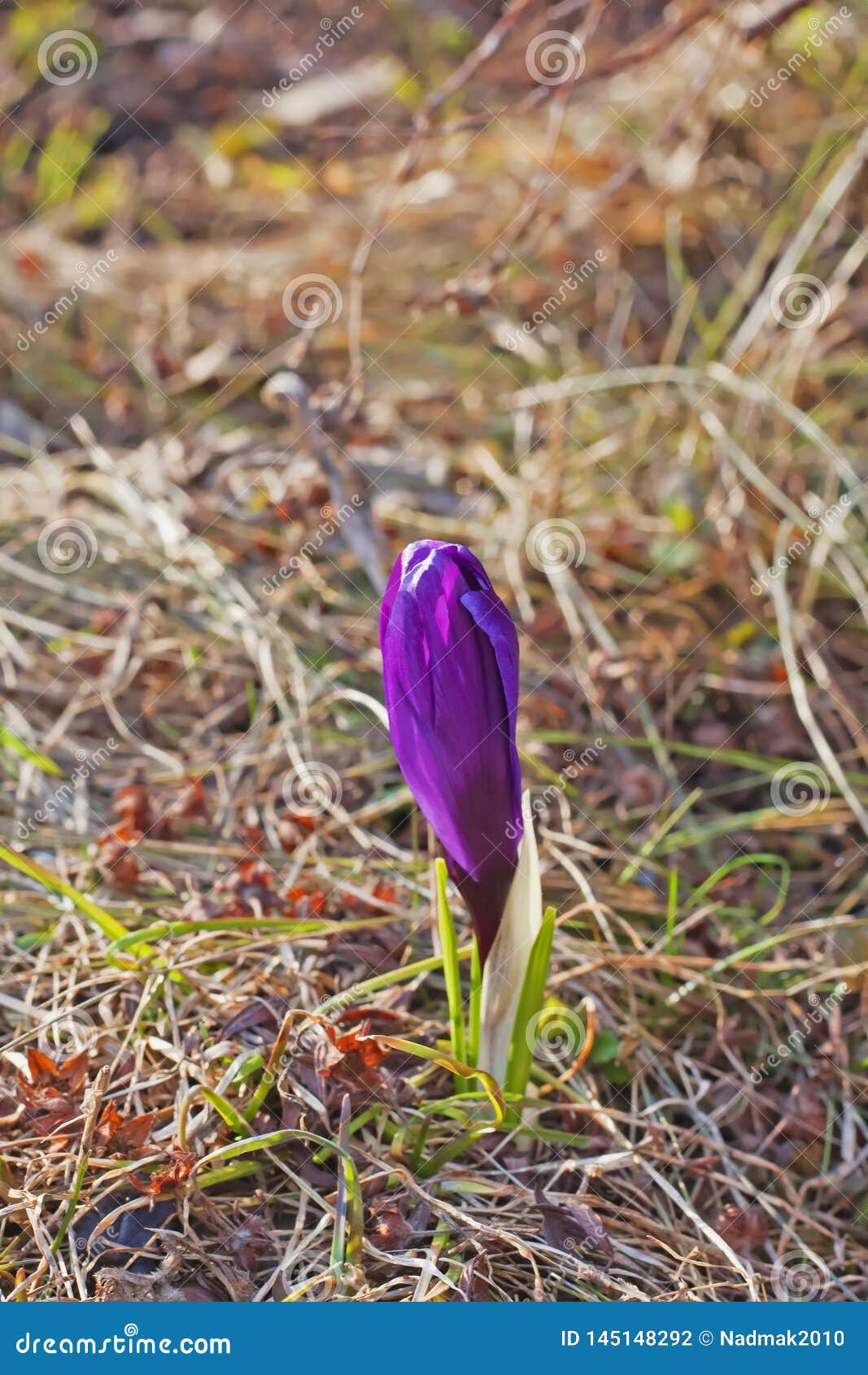 Purple Crocus Bud Spring Crocus, Giant Crocus Stock Photo - Image of ...