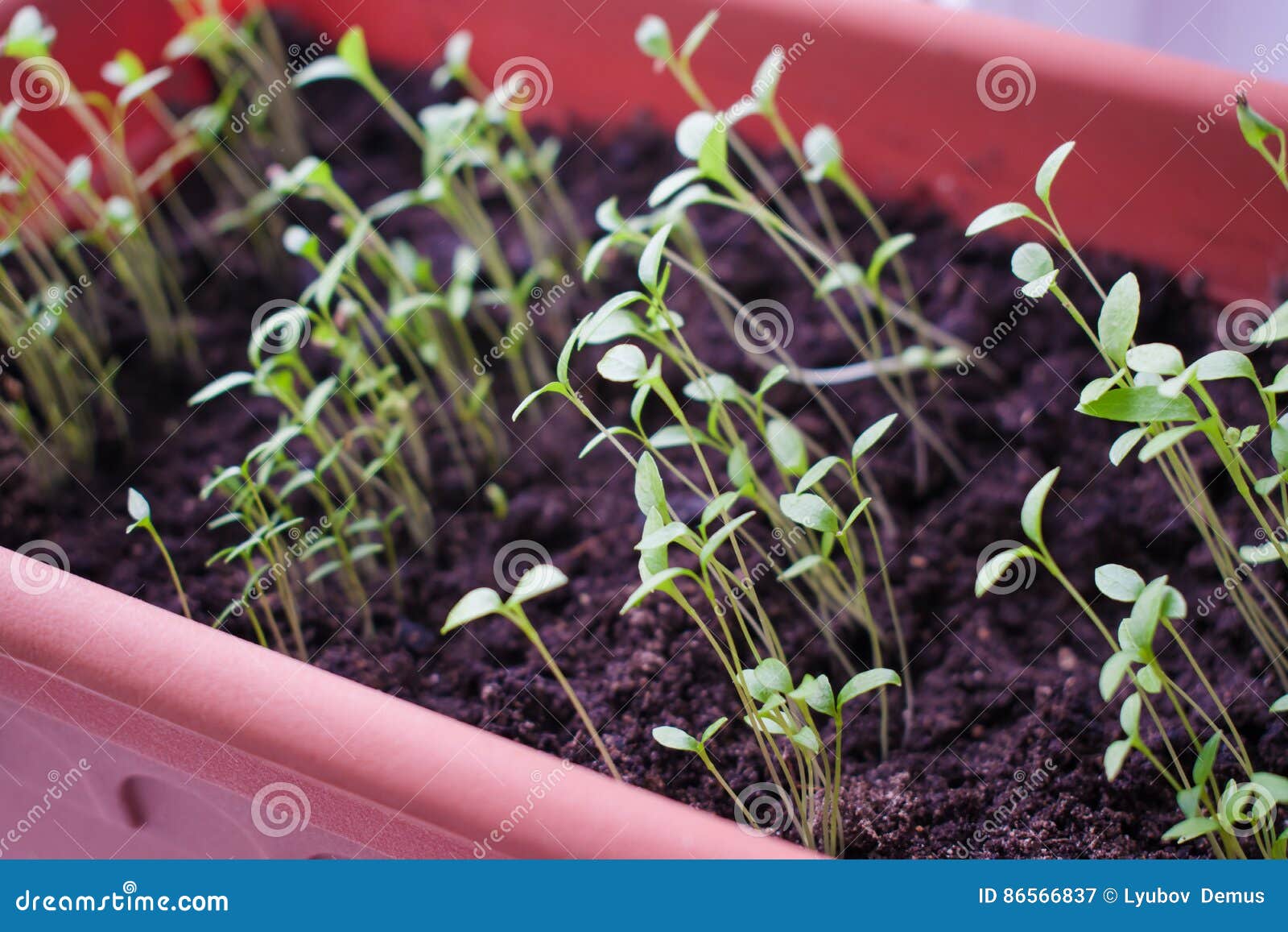 The First Weak Shoots of Plants of the Parsley in the Pot in the Spring ...