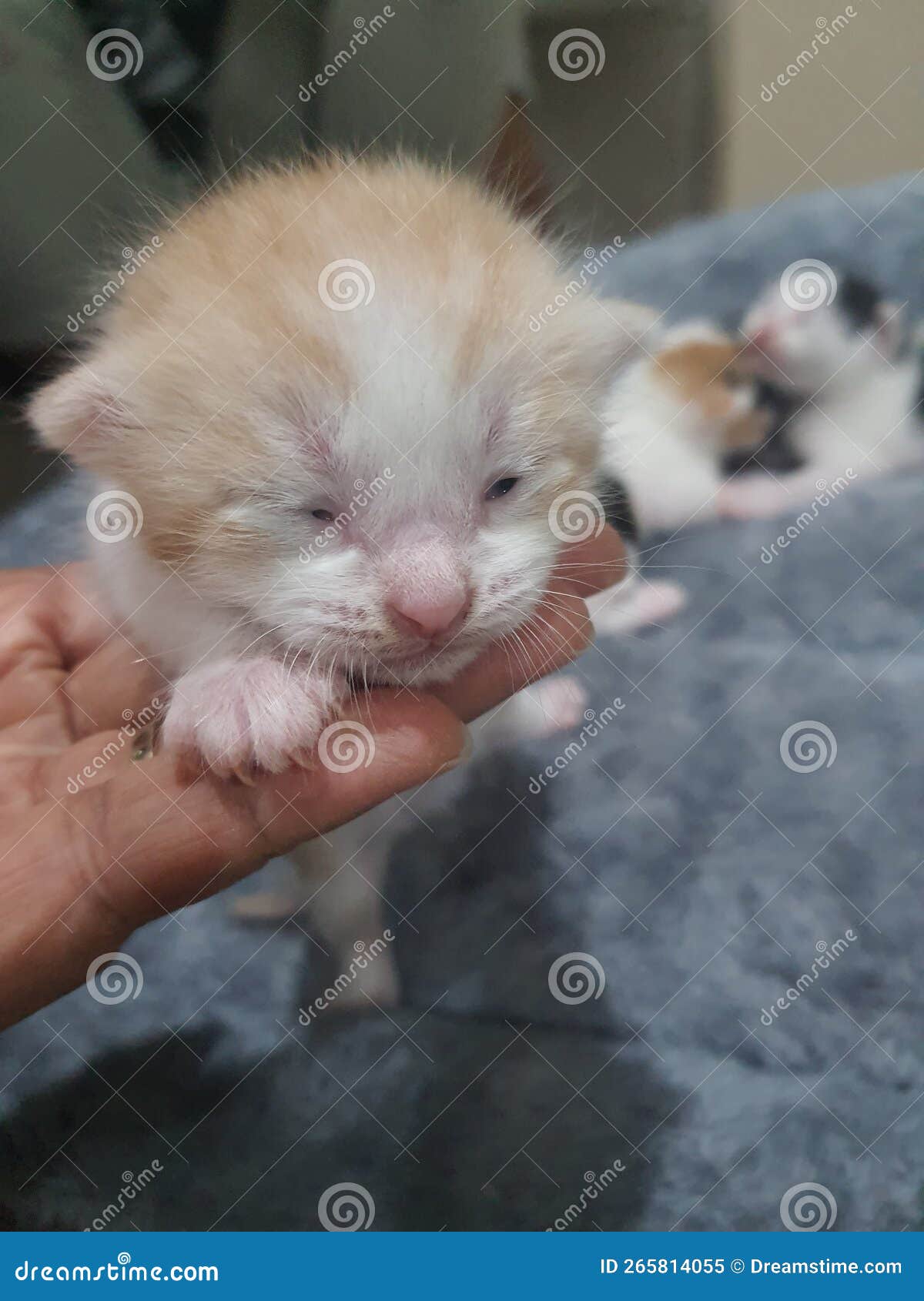 First Week Cute Kitten Was Born Stock Image - Image of cute, kitten ...