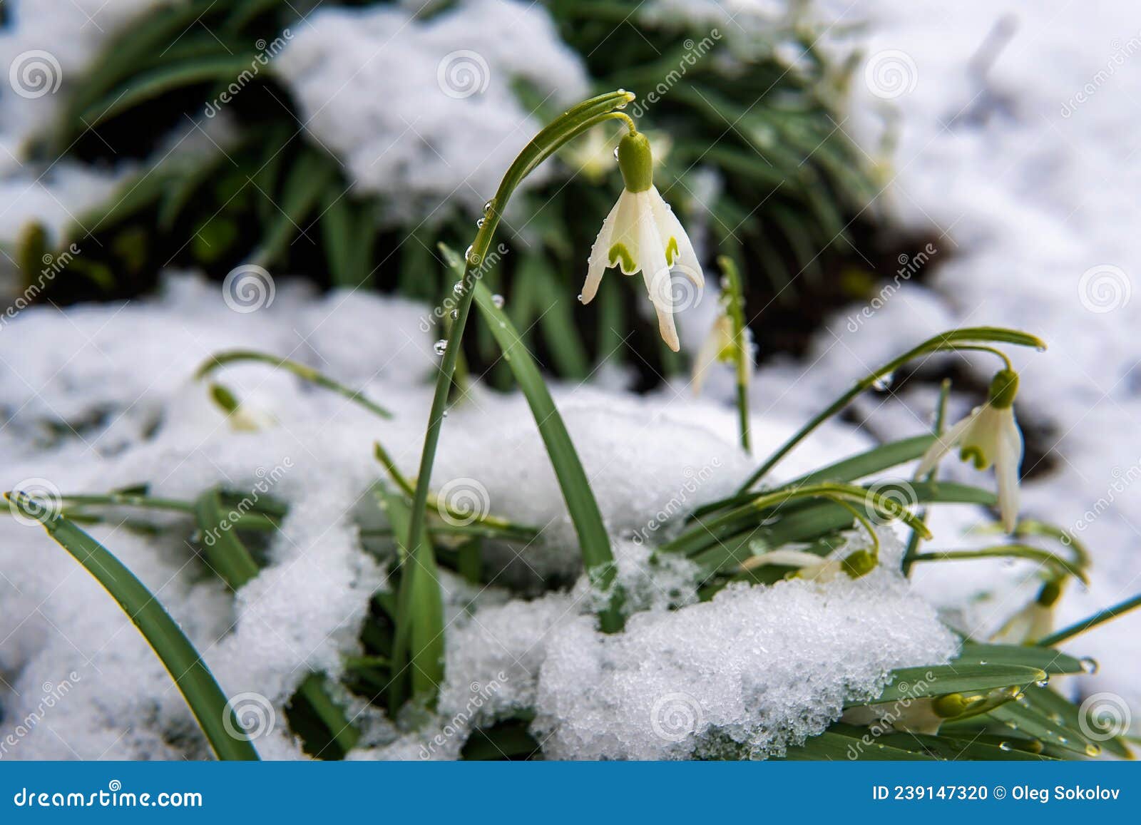 The First White Flowers Grow Out of the Snow Spring Stock Photo - Image ...