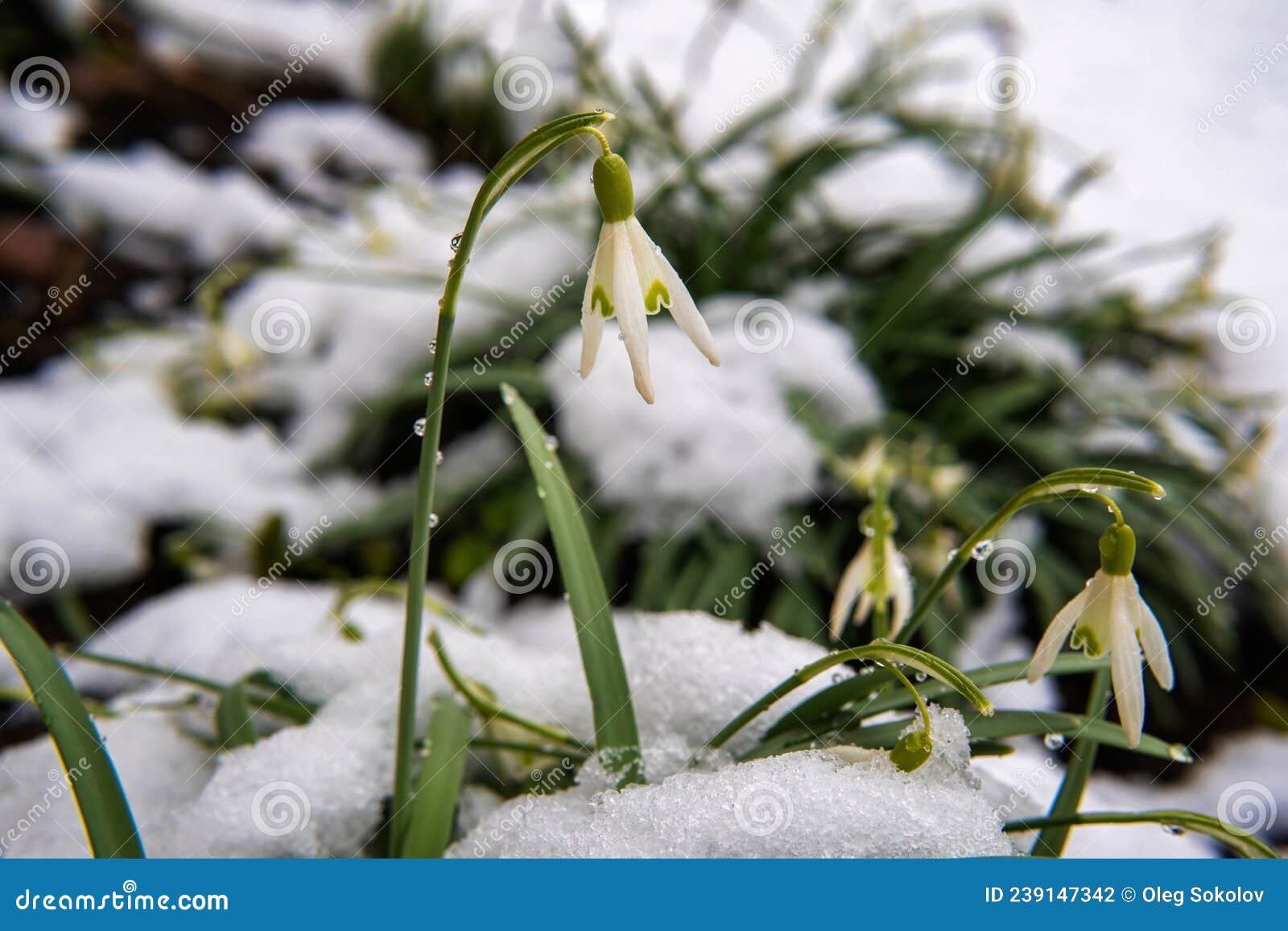 The First White Flowers Grow Out of the Snow Spring Stock Photo - Image ...