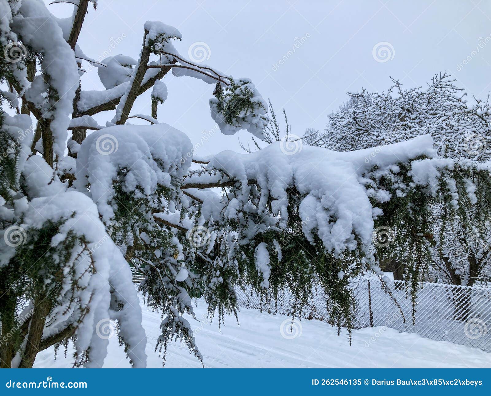The First White Fluffy Snow this Year Stock Image - Image of winter ...