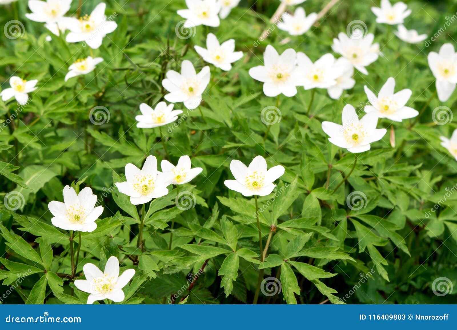 First White Forest Flowers, Spring Flower Background Stock Image ...