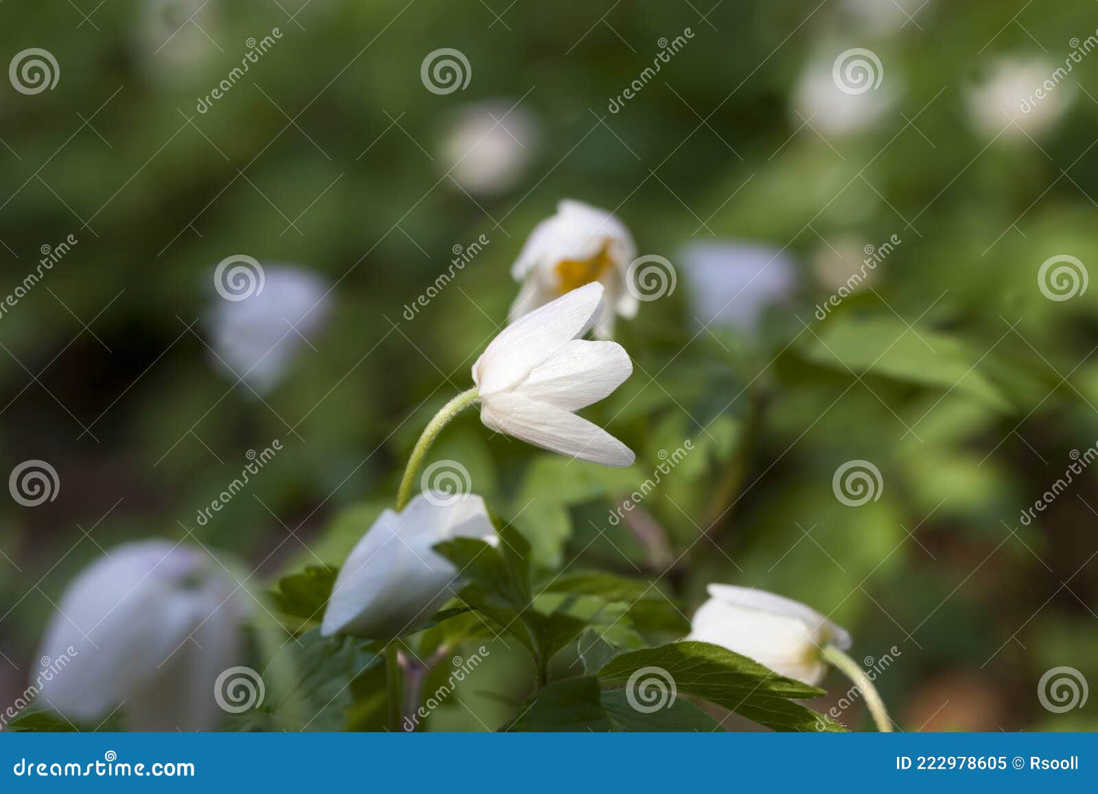 The First White Forest Flowers in the Spring Stock Image - Image of ...
