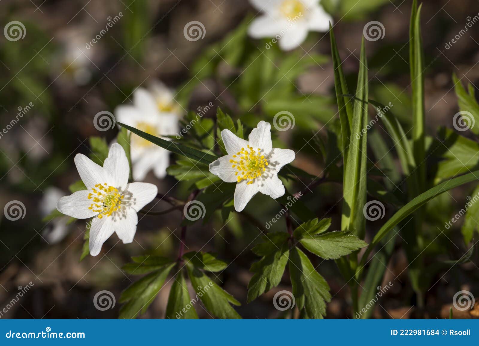 The First White Forest Flowers in the Spring Stock Photo - Image of ...