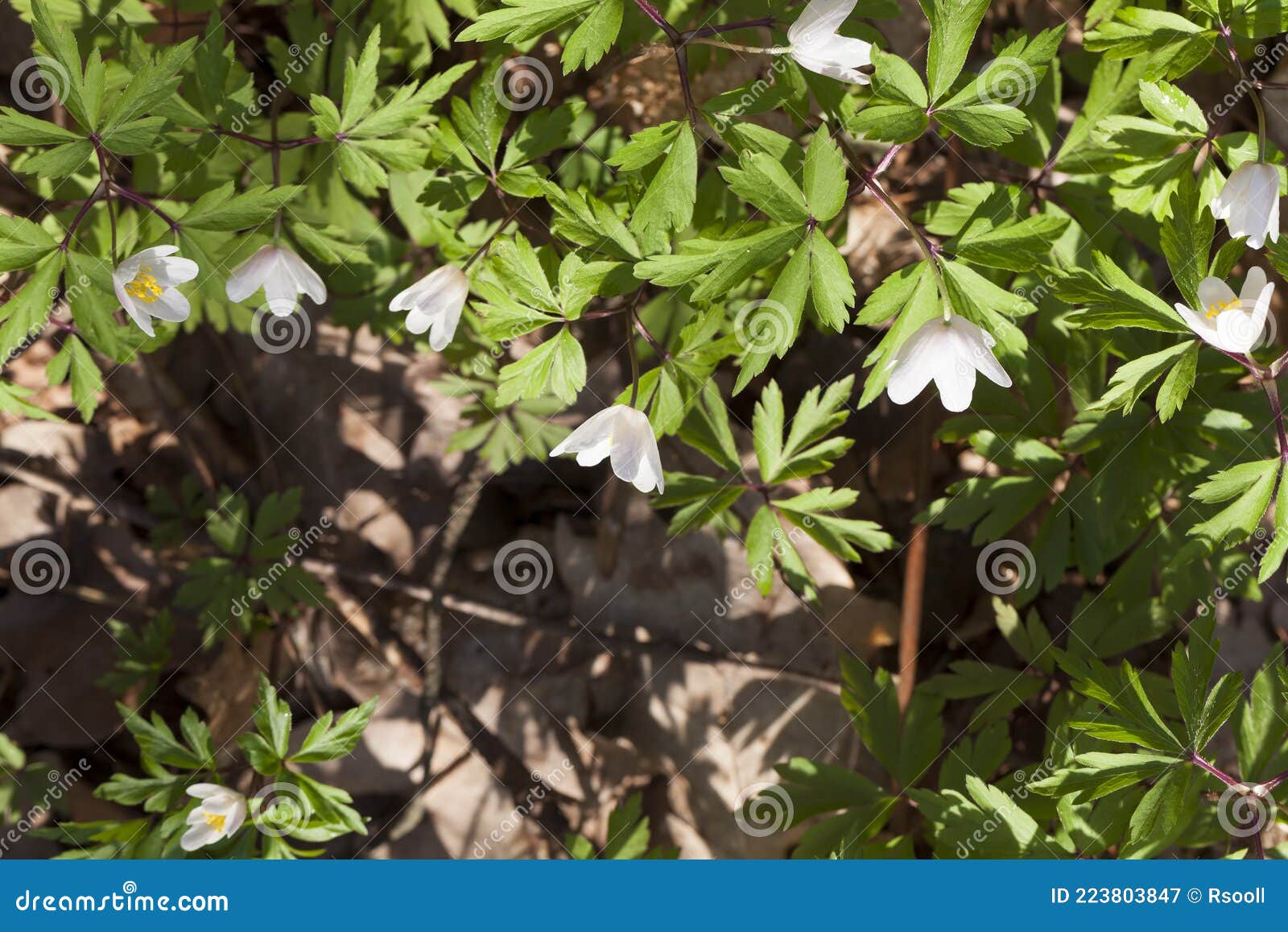 The First White Forest Flowers in the Spring Stock Image - Image of ...