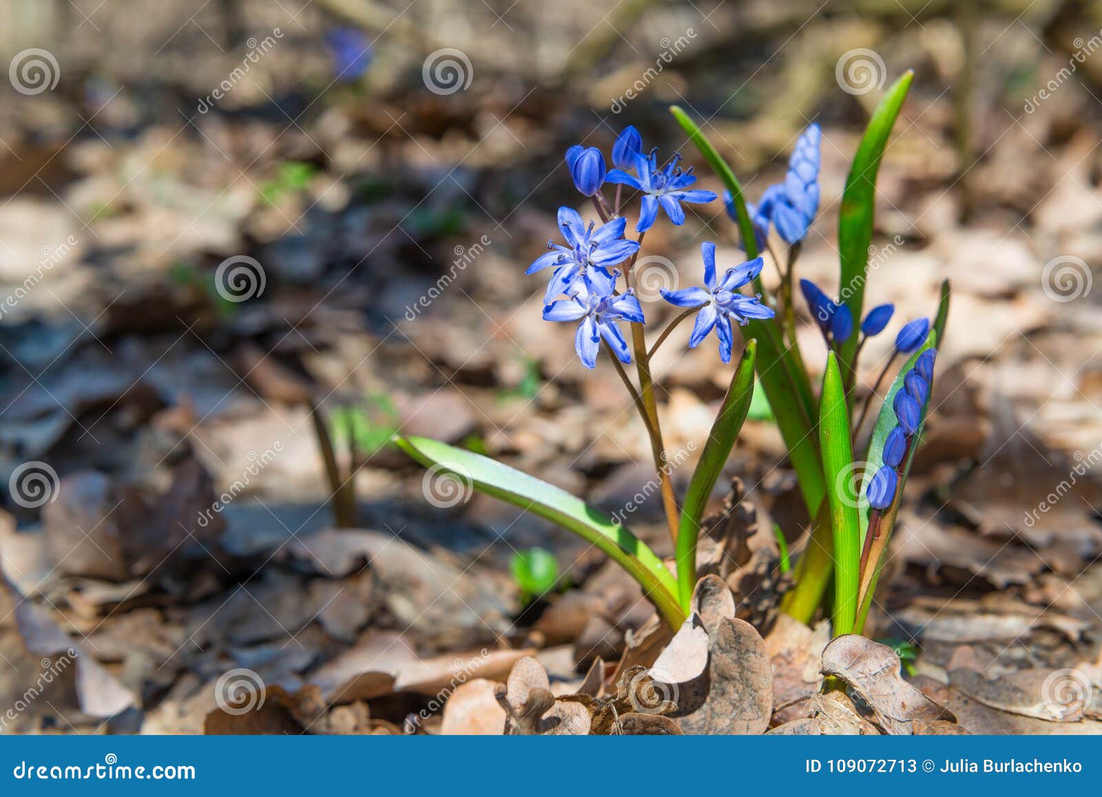 First Wild Spring Flowers in the Forest Stock Image - Image of purple ...