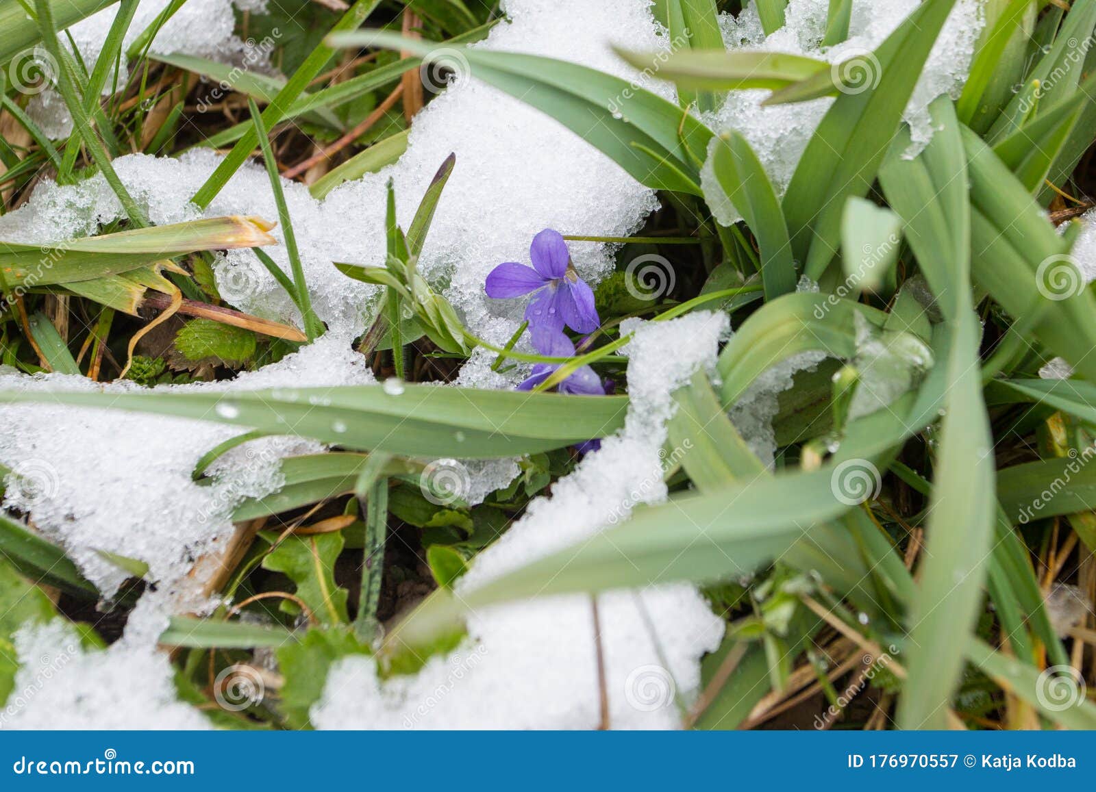 First Wild Violets Covered with Snow. Late Snow in March Stock Image ...