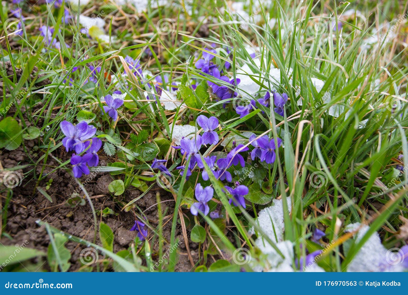 First Wild Violets Covered with Snow. Late Snow in March Stock Image ...