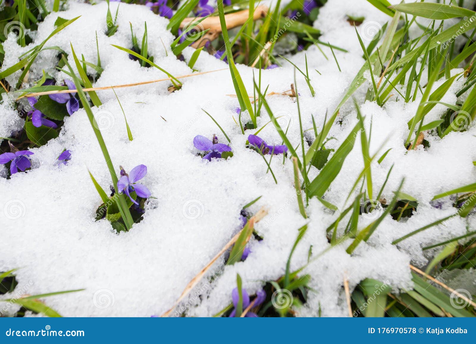 First Wild Violets Covered with Snow. Late Snow in March Stock Photo ...