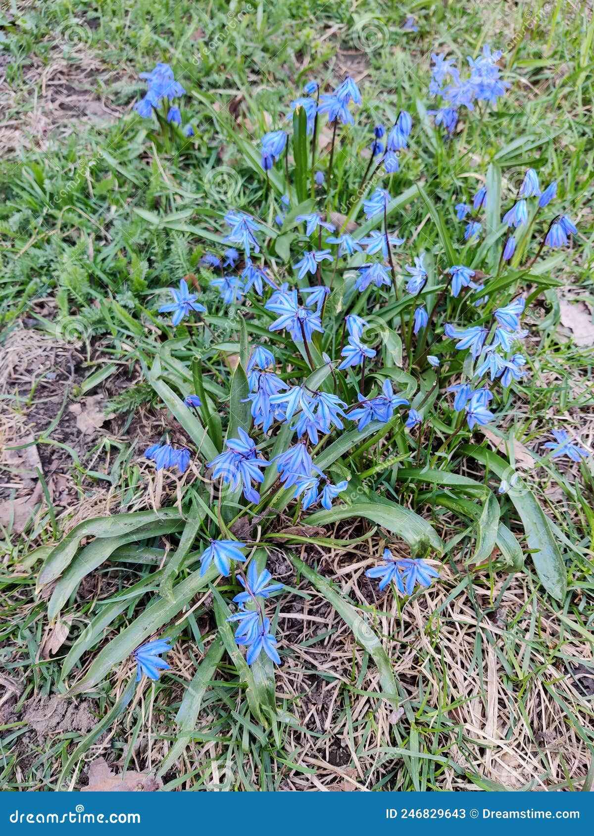 First Wildflowers in the Spring Stock Image - Image of tree, lawn ...