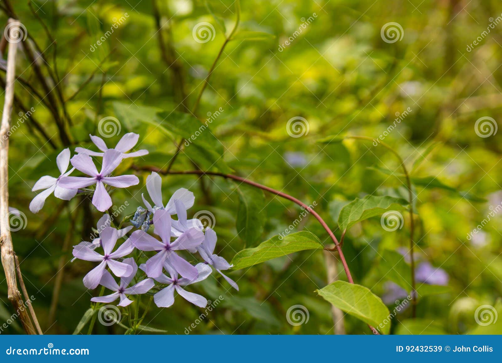 First Wildflowers of Spring Stock Image - Image of blooming, macro ...