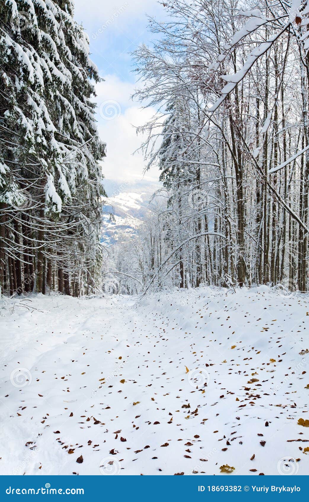 First Winter Snow and Last Autumn Leafs in Forest Stock Photo - Image ...
