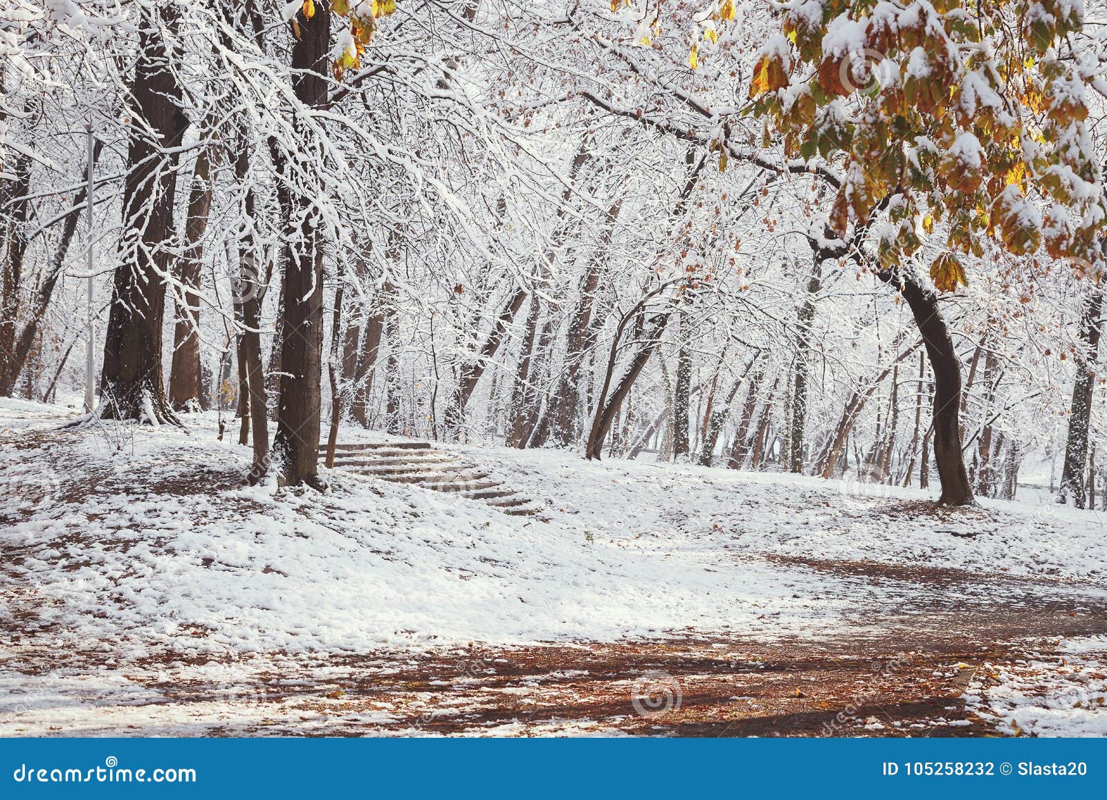 First Winter Snow and Last Autumn Leaves Stock Photo - Image of ...
