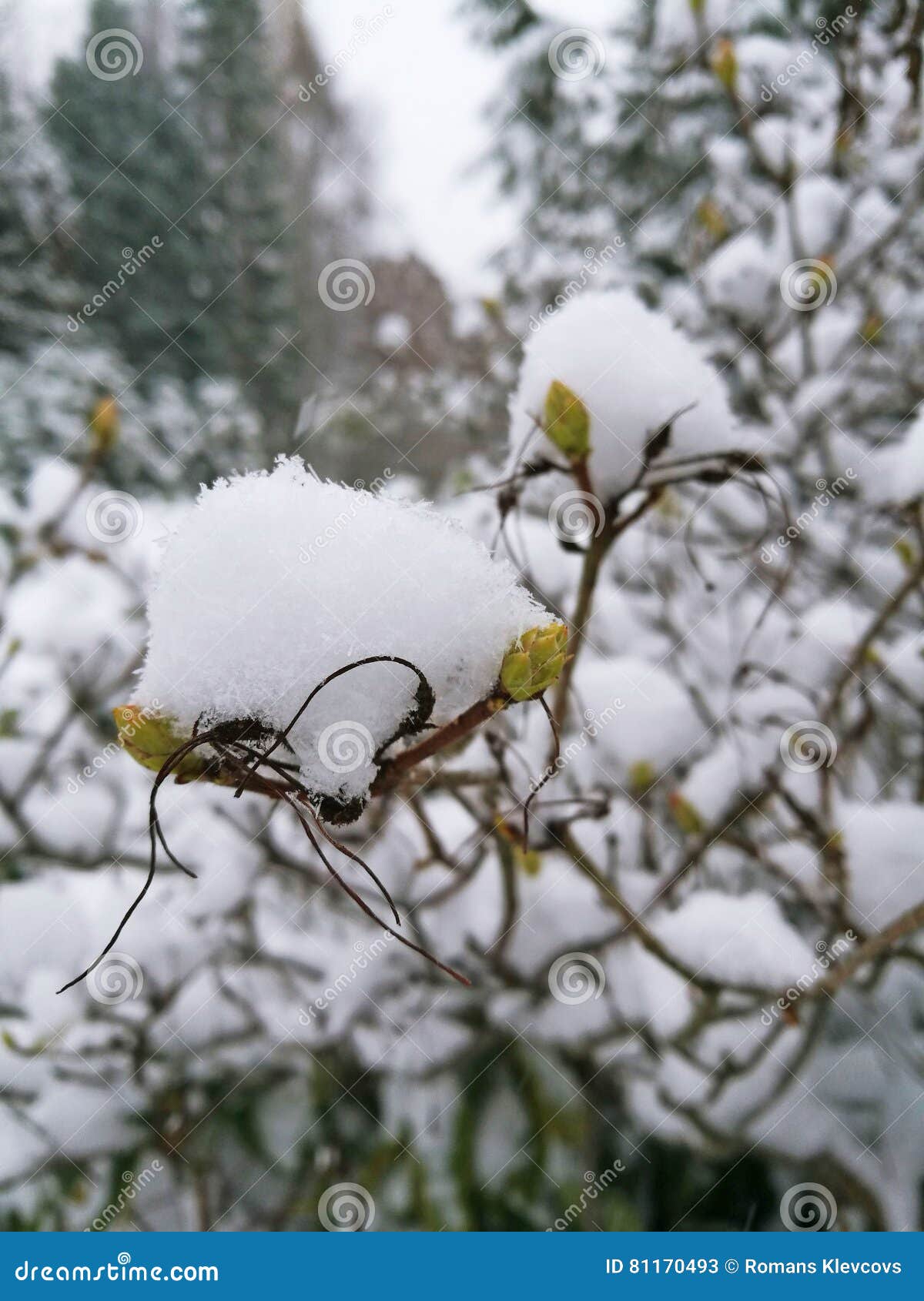 First winter snow. stock image. Image of fall, nature - 81170493