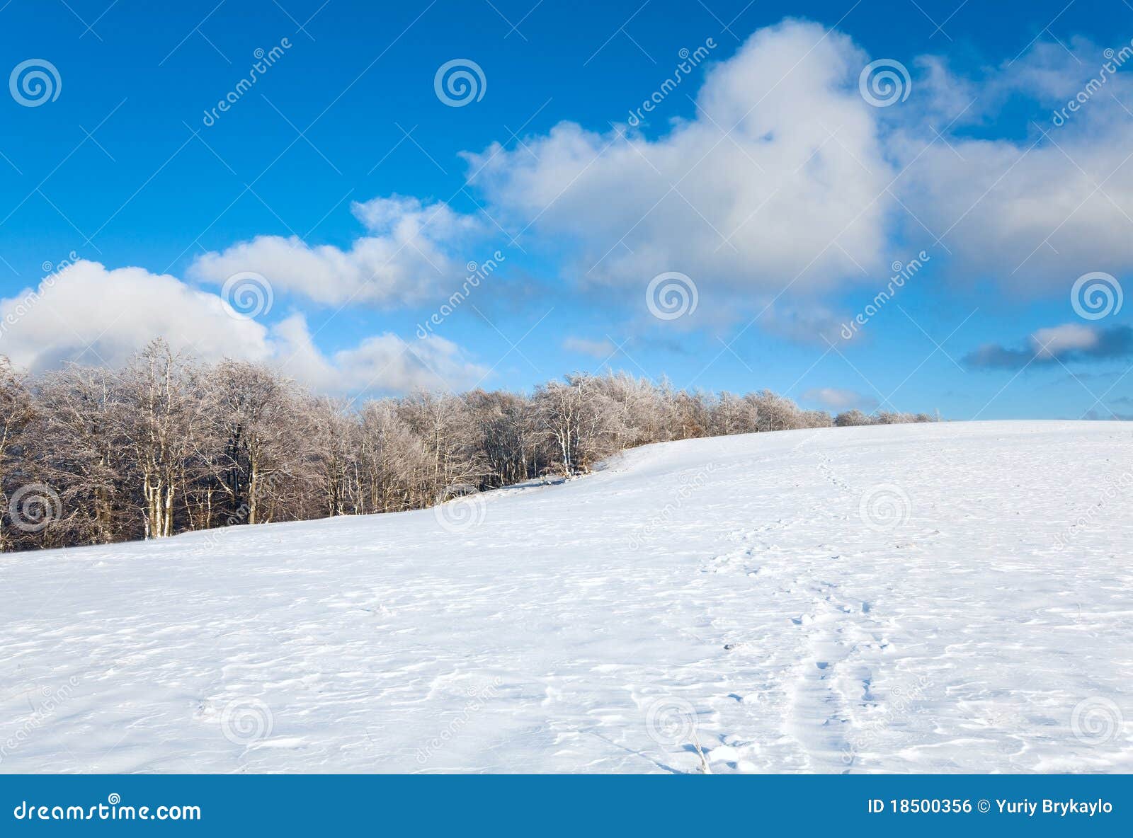 First Winter Snow and Mountain Beech Forest Stock Photo - Image of ...