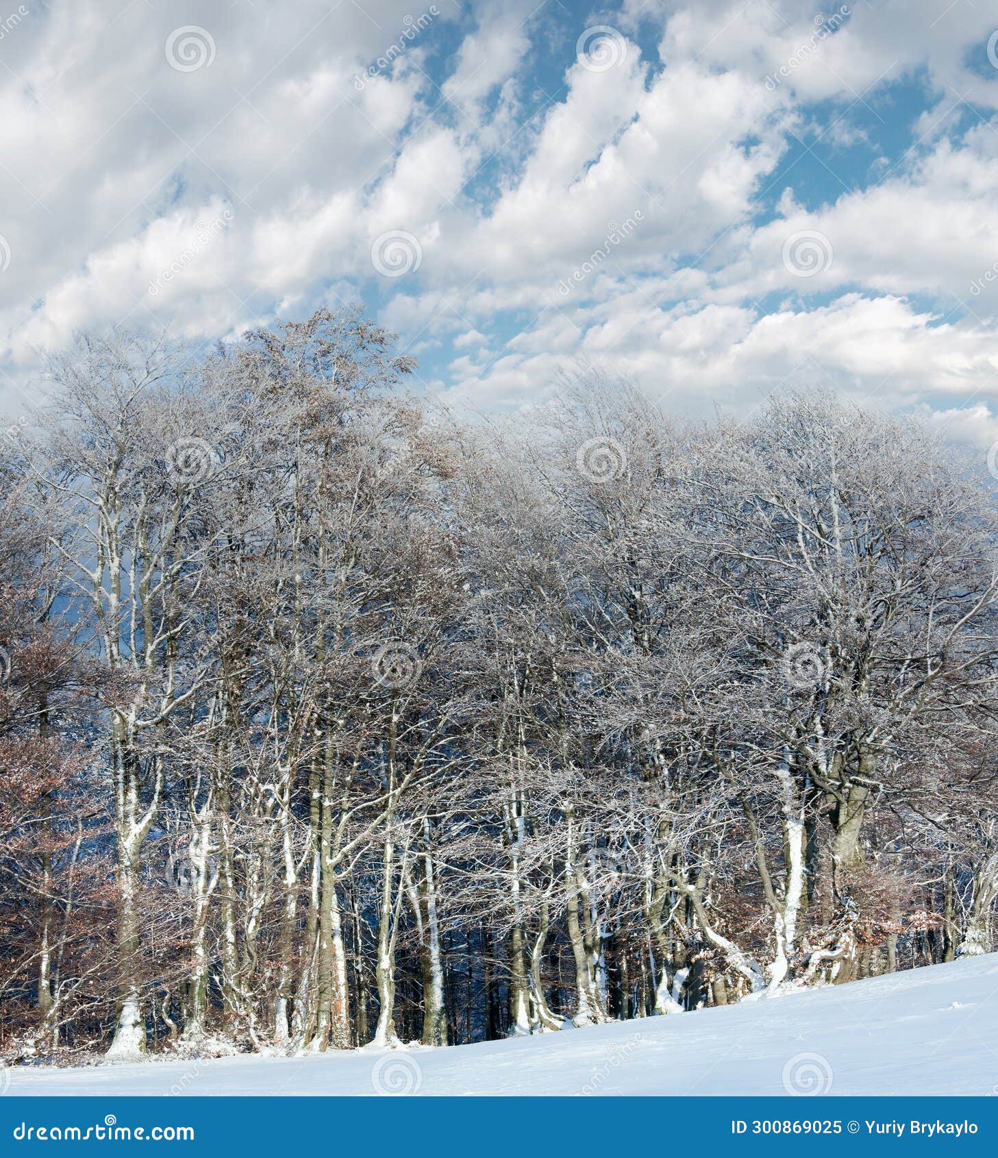 First Winter Snow and Mountain Beech Forest Stock Image - Image of tree ...