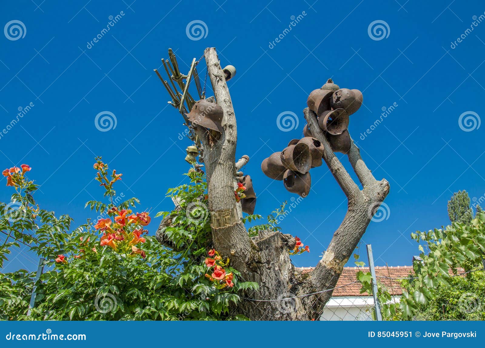 First World War Tree - First World War Memorial Tree in Macedonia Stock ...