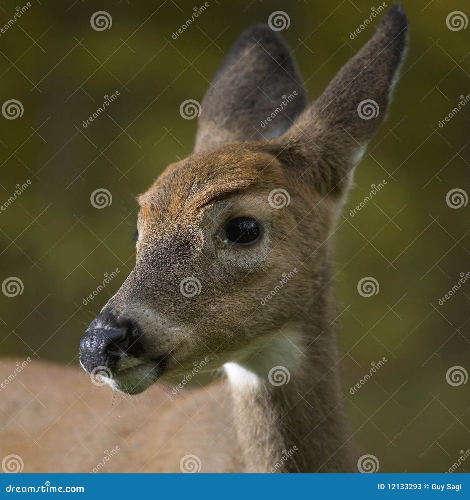 First-year buck stock image. Image of mammal, antlers - 12133293