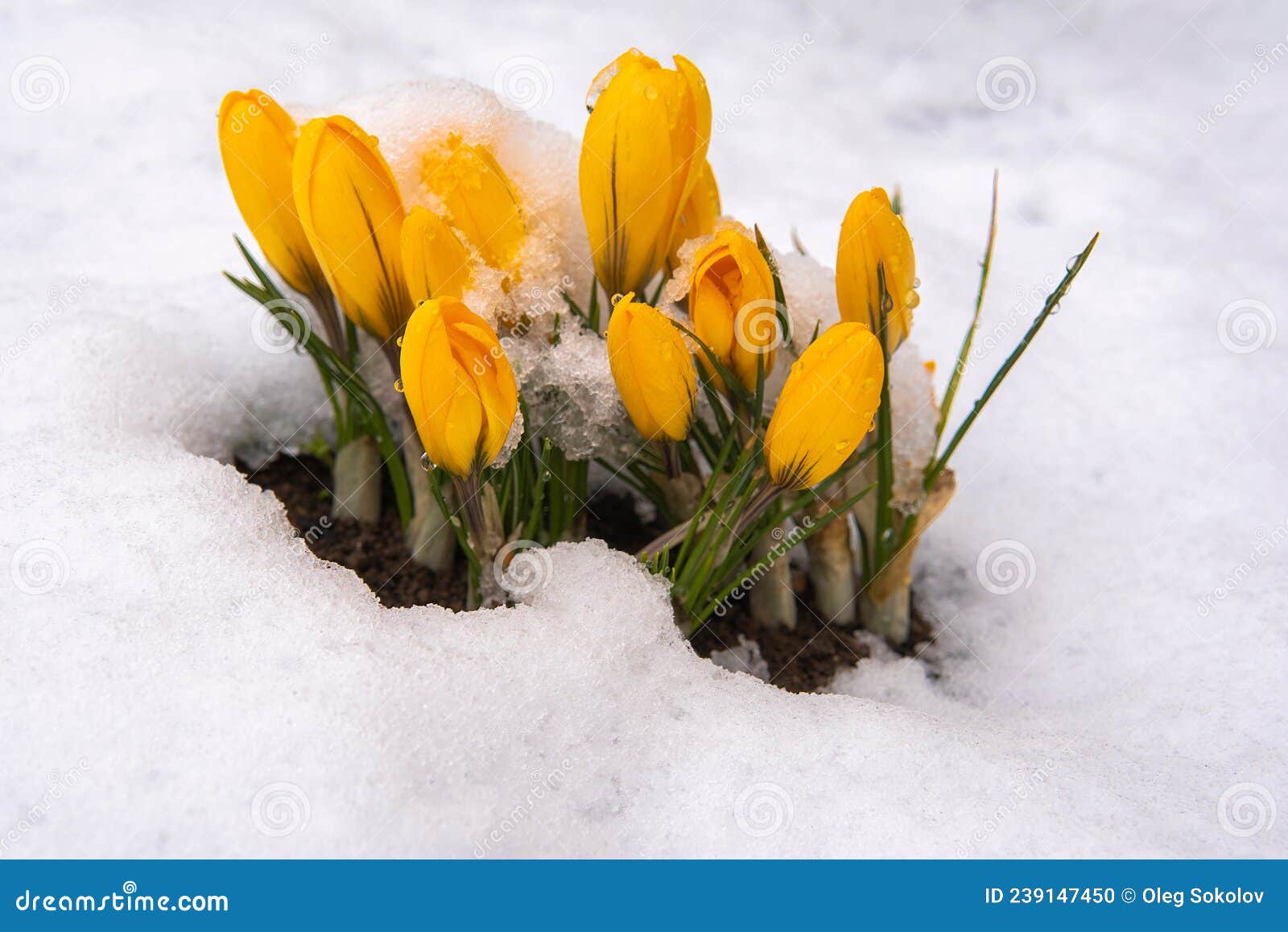 The First Yellow Flowers Grow Out of the Snow Spring Stock Photo ...