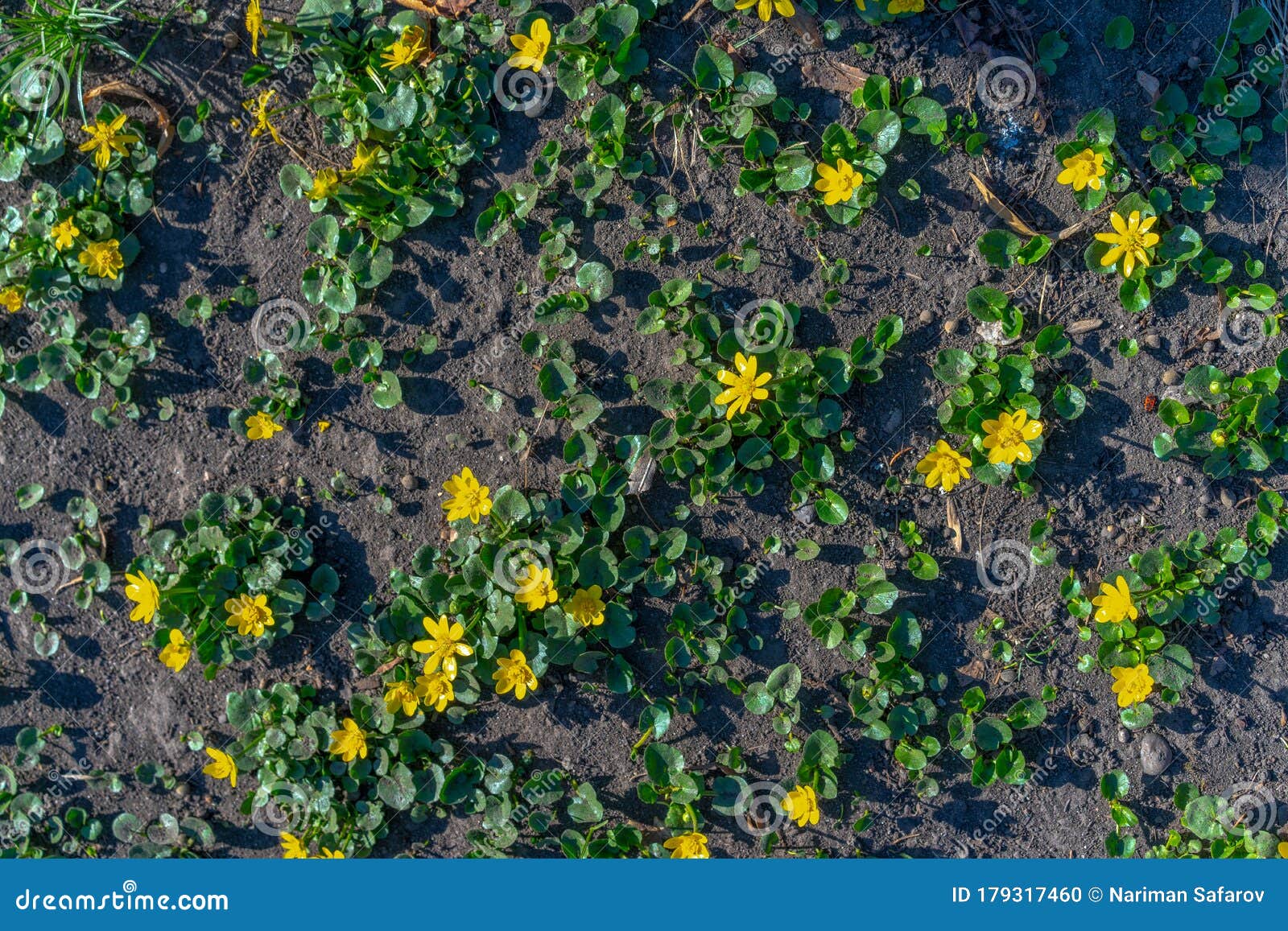 First Yellow Flowers in Spring Stock Photo - Image of beauty ...