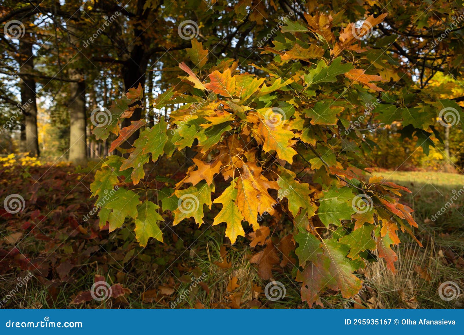 First Yellow Oak Leaves on Tree Nature Stock Image - Image of season ...