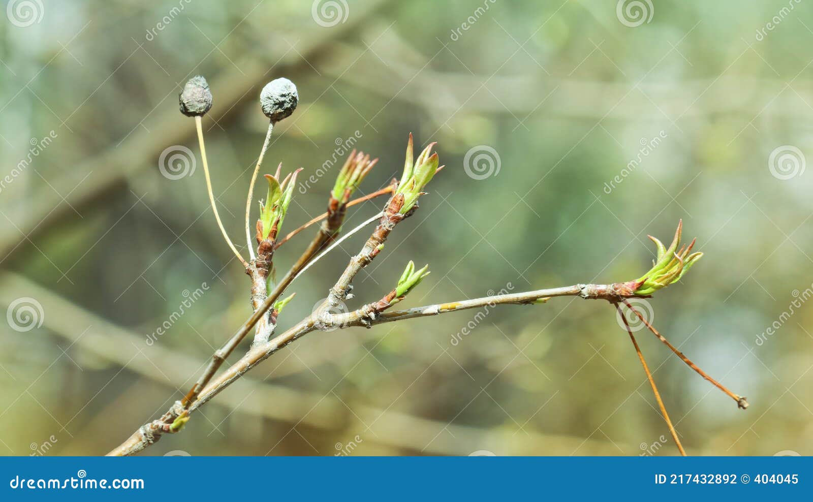 The First Young Sticky Leaves of the Apple Tree. Spring Background ...