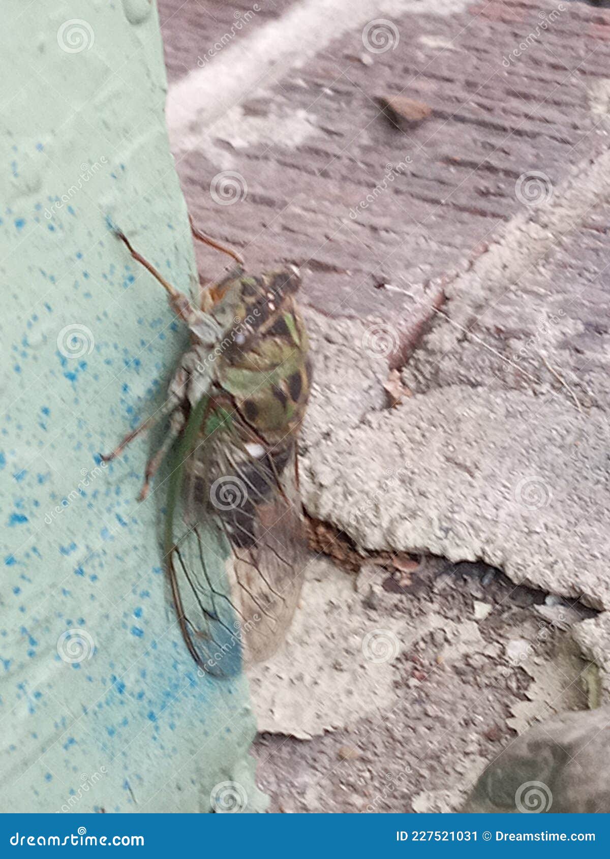 Firstlocustoftheplague stock image. Image of insect - 227521031