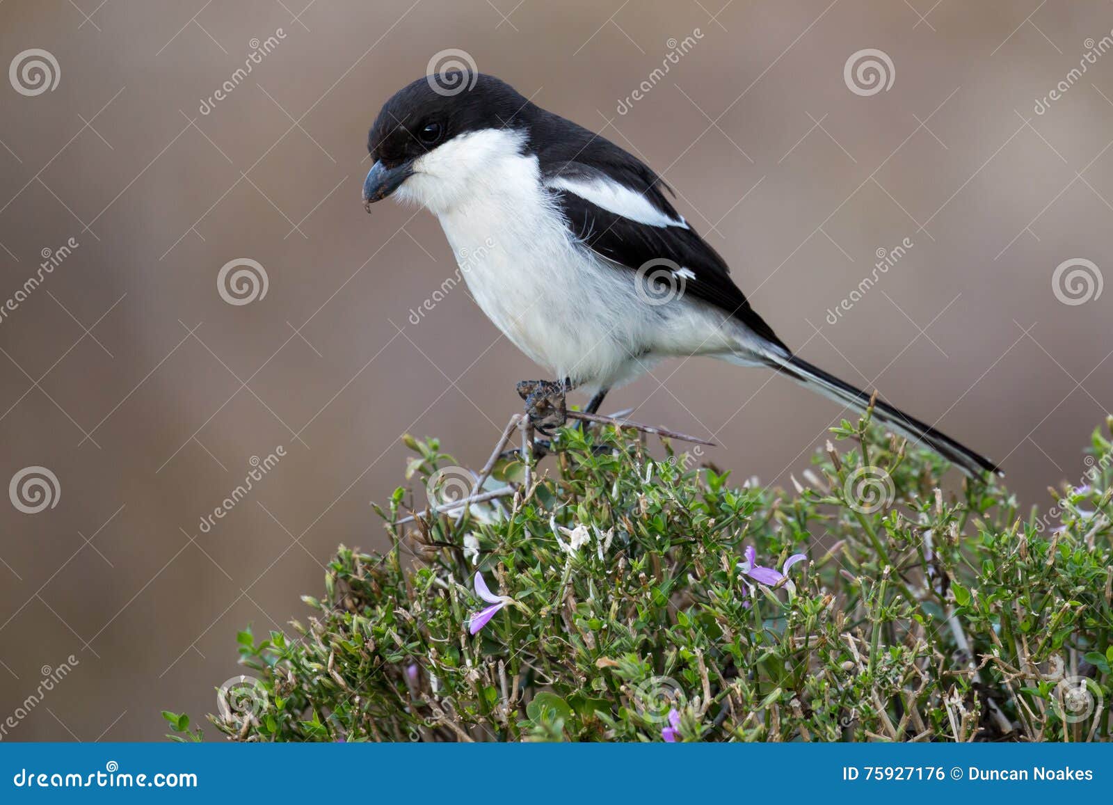 Fiscal Shrike Bird stock photo. Image of safari, isolated - 75927176