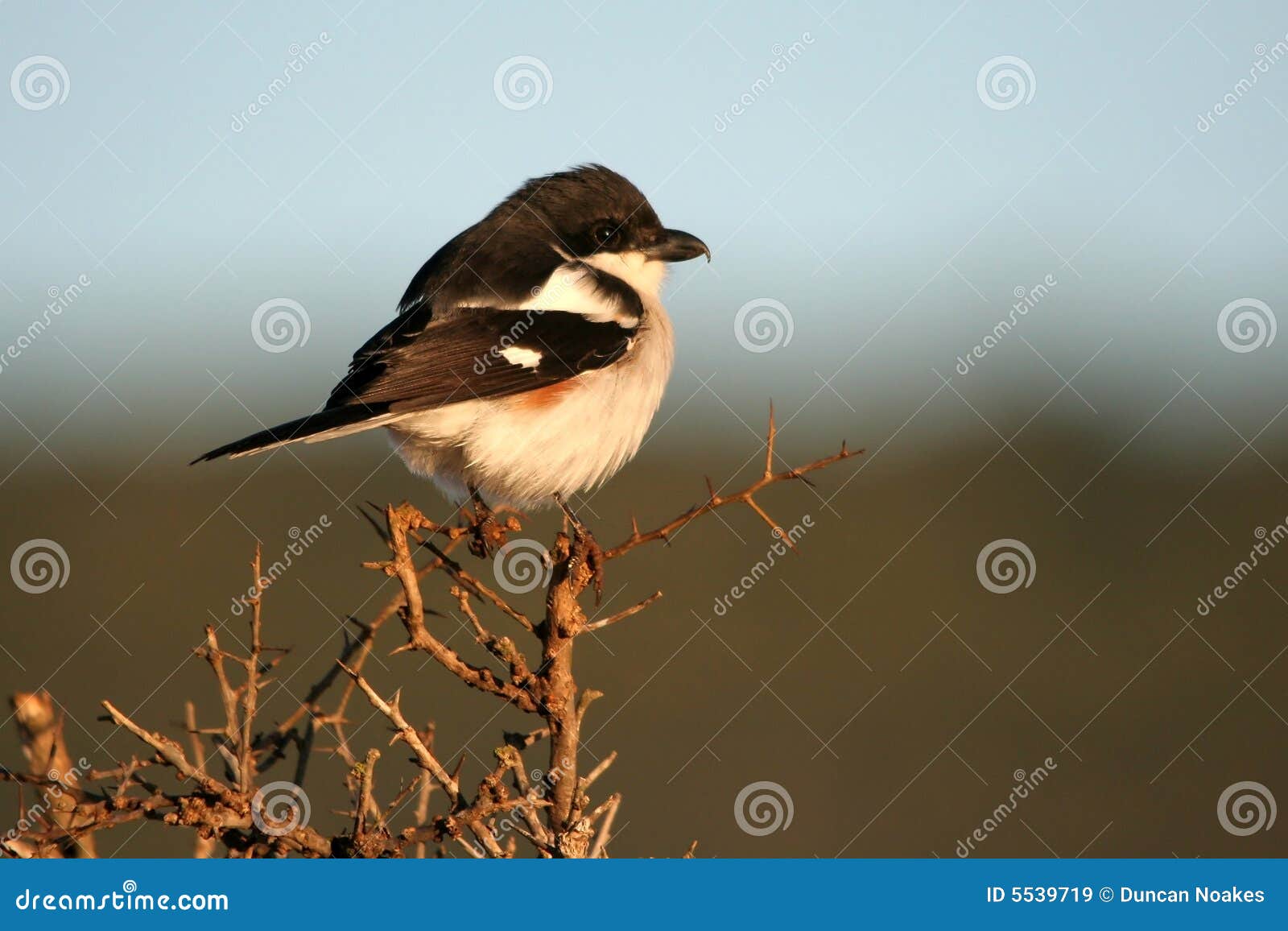 Fiscal Shrike Female stock image. Image of hooked, laniarius - 5539719
