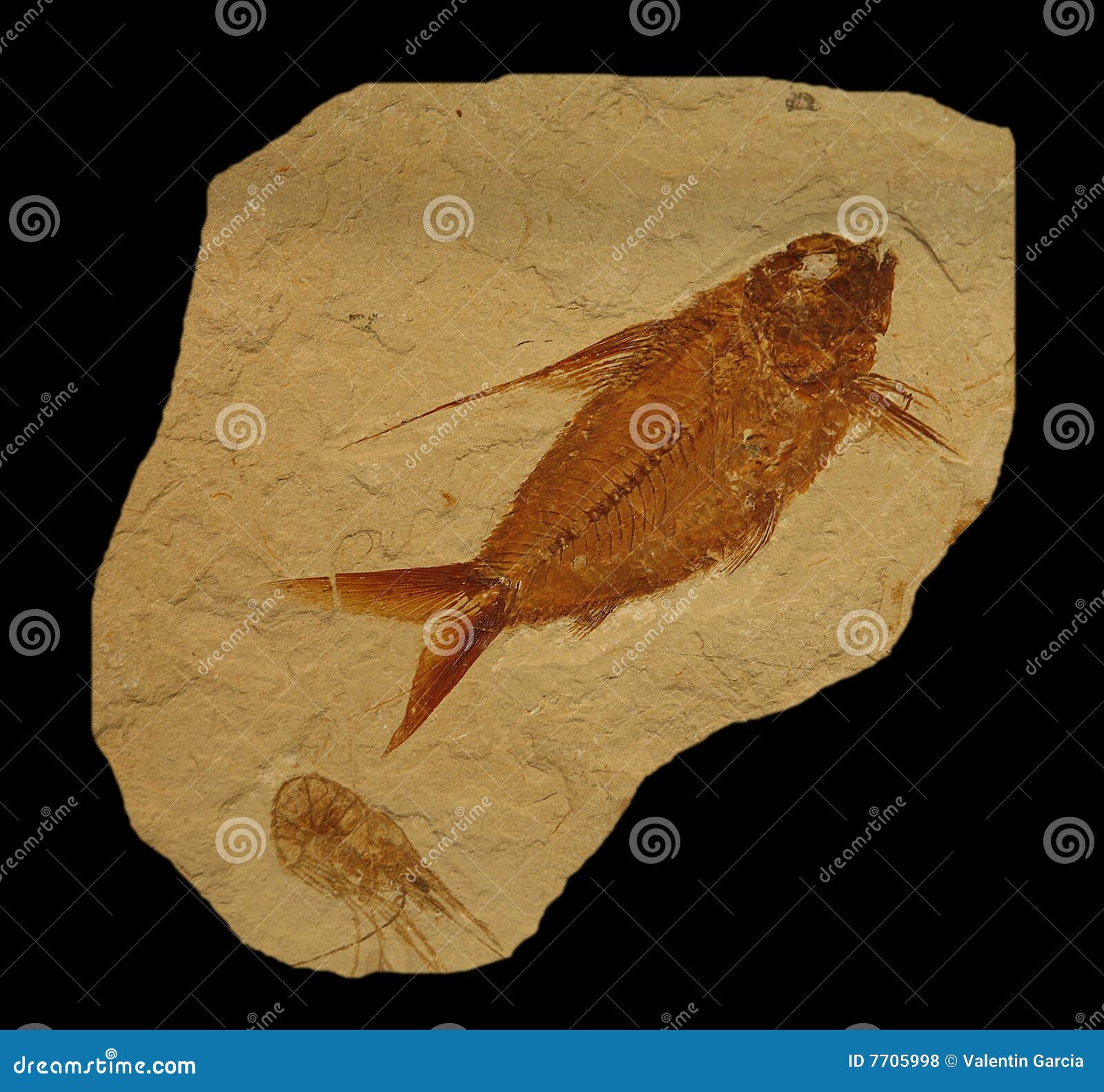 FISCH-FOSSIL stockfoto. Bild von geologie, flosse, stein - 7705998