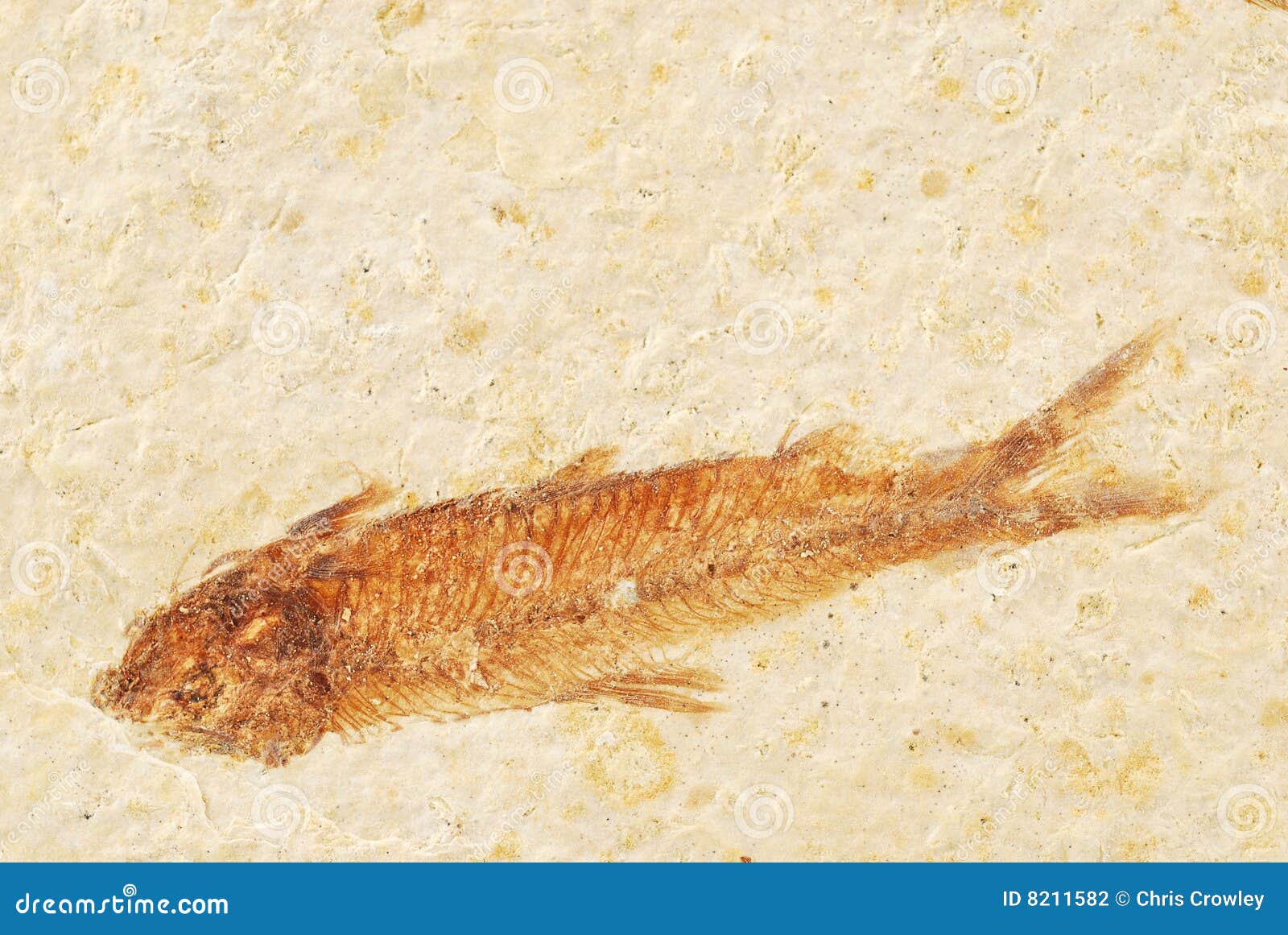 Fisch-Fossil-Hintergrund stockfoto. Bild von rauh, platz - 8211582