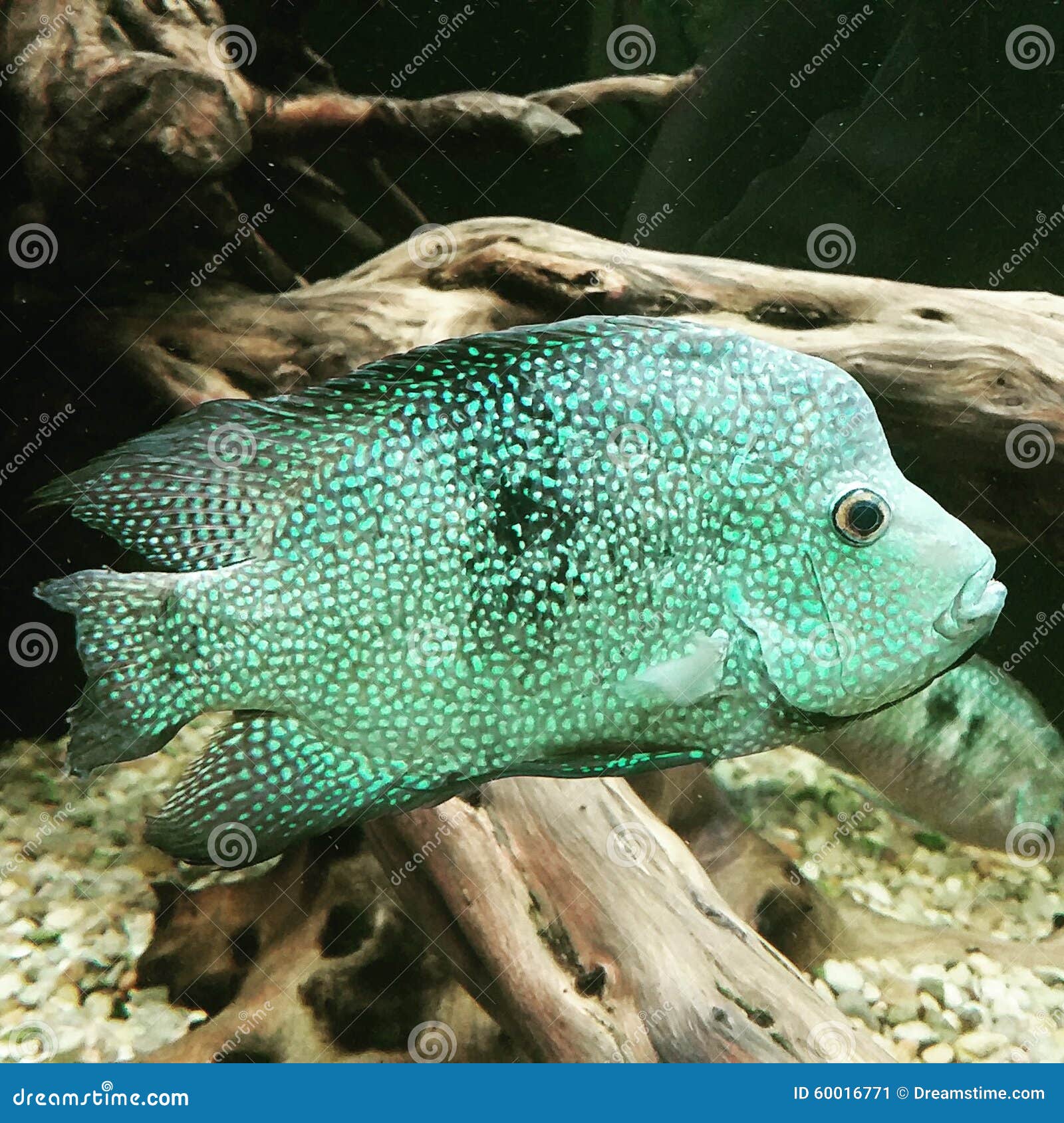 Fisch stock image. Image of blue, sommer, great, fisch - 60016771